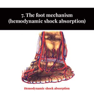 5. Functions of the foot. - Scientific Horseshoeing