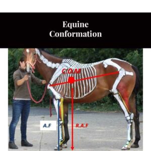 Lecture Presentations - Scientific Horseshoeing
