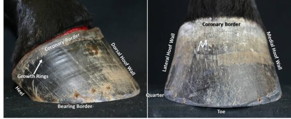 Gross Anatomy and Physiology of the Equine Hoof Part 1 - Scientific ...