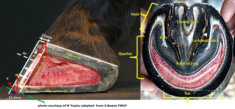 Gross Anatomy and Physiology of the Equine Hoof Part 1 - Scientific ...