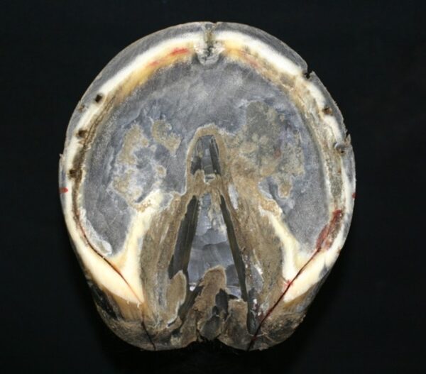 Gross Anatomy and Physiology of the Equine Hoof Part 1 - Scientific ...