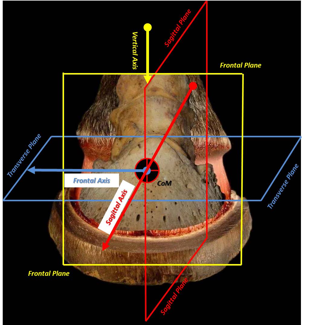 The Foot Form and Function - Scientific Horseshoeing