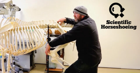 Intermediate Anatomy The Skeletal Structure of the Pelvic Limb ...
